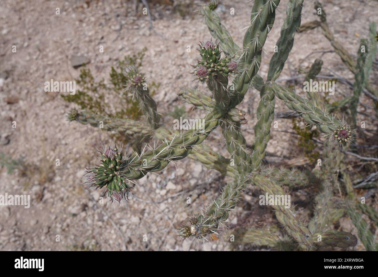 tree cholla (Cylindropuntia imbricata) Plantae Stock Photo - Alamy