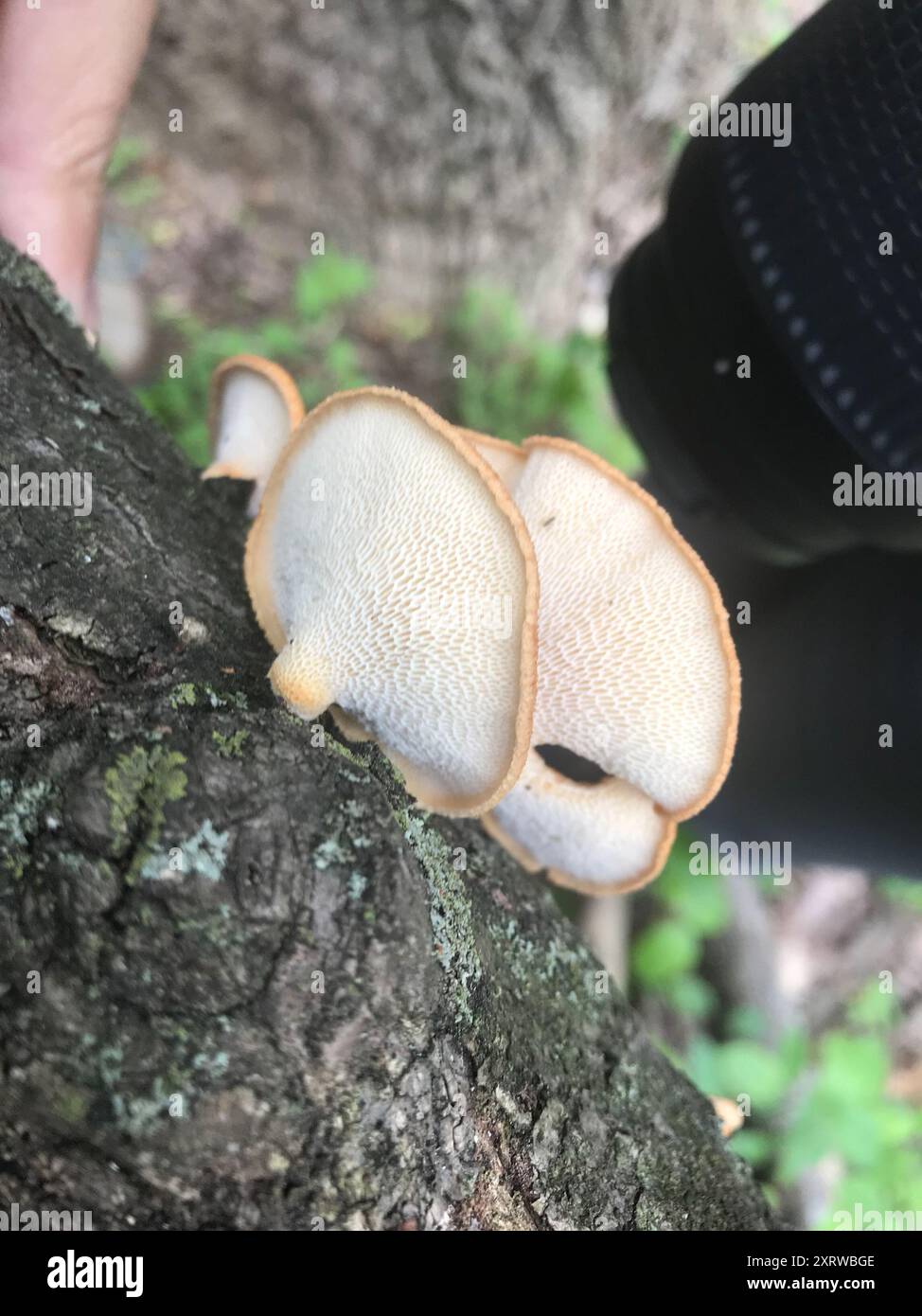 hexagonal-pored polypore (Neofavolus alveolaris) Fungi Stock Photo - Alamy