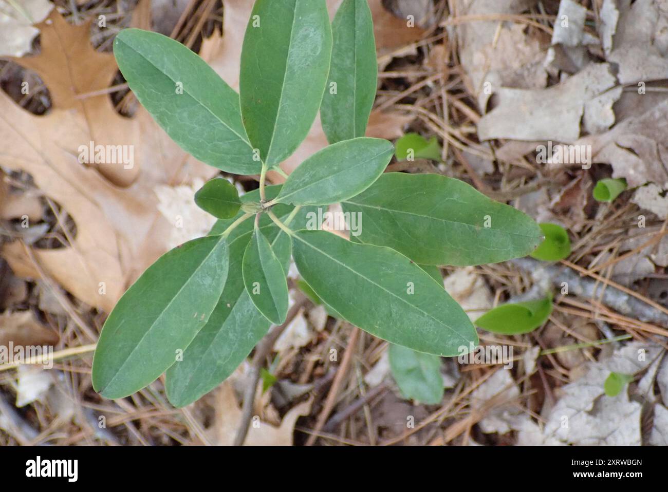 monocots (Liliopsida) Plantae Stock Photo - Alamy