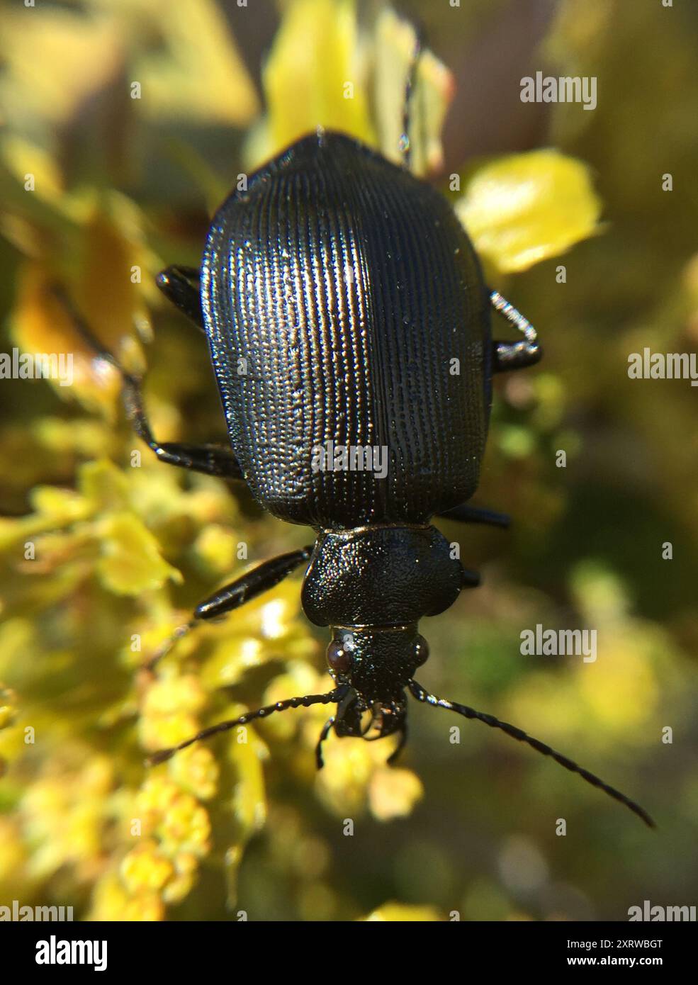 Lesser Searcher Beetle (Calosoma inquisitor) Insecta Stock Photo - Alamy