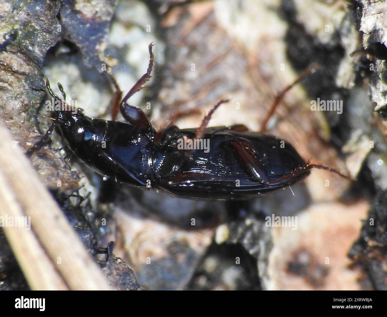 Ground Beetles (Carabidae) Insecta Stock Photo - Alamy