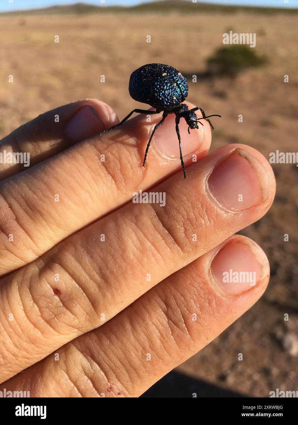 Black Bladder-bodied Meloid (Cysteodemus wislizeni) Insecta Stock Photo ...