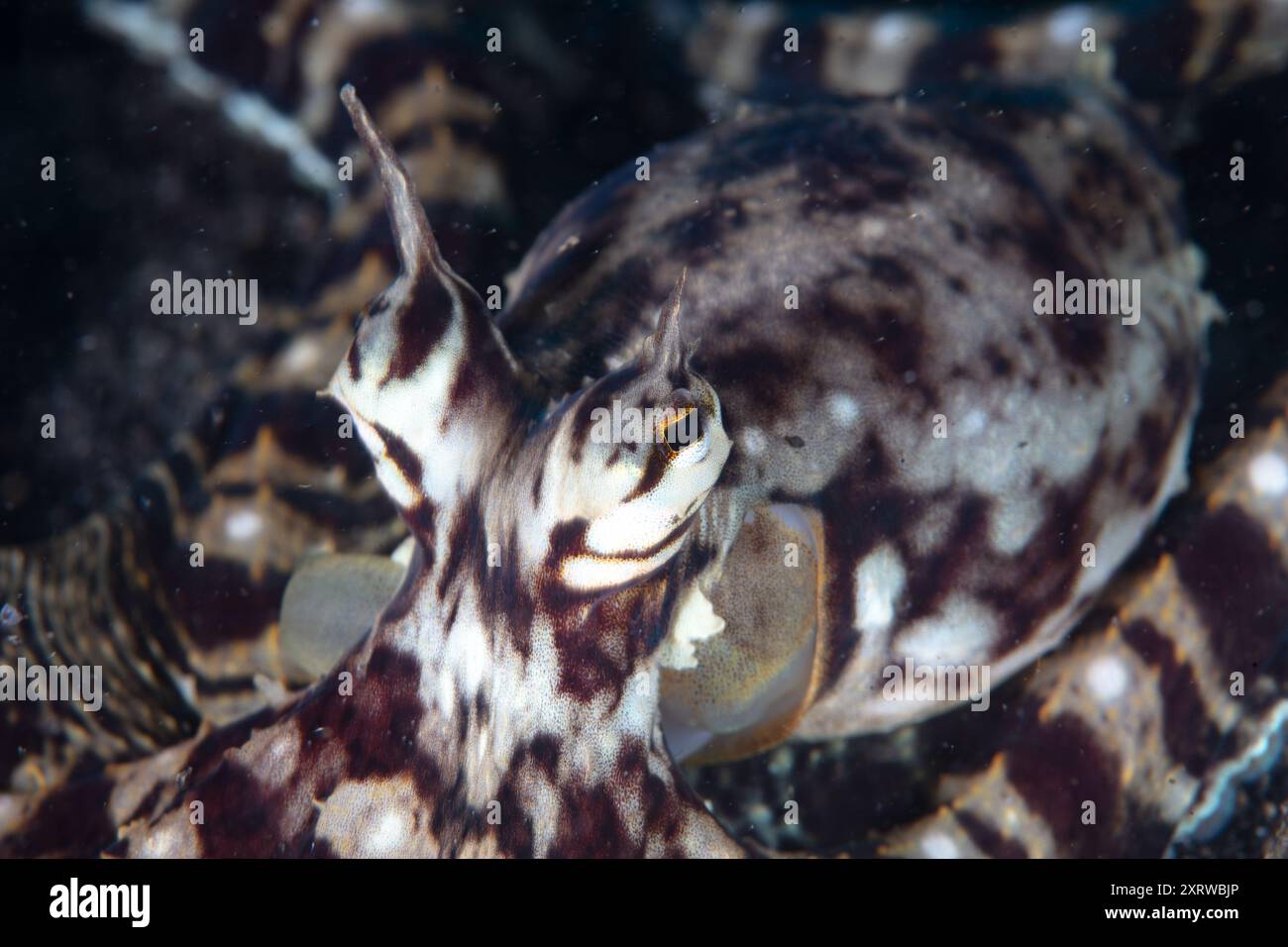 A Mimic octopus crawls across the sand seafloor of Lembeh Strait ...