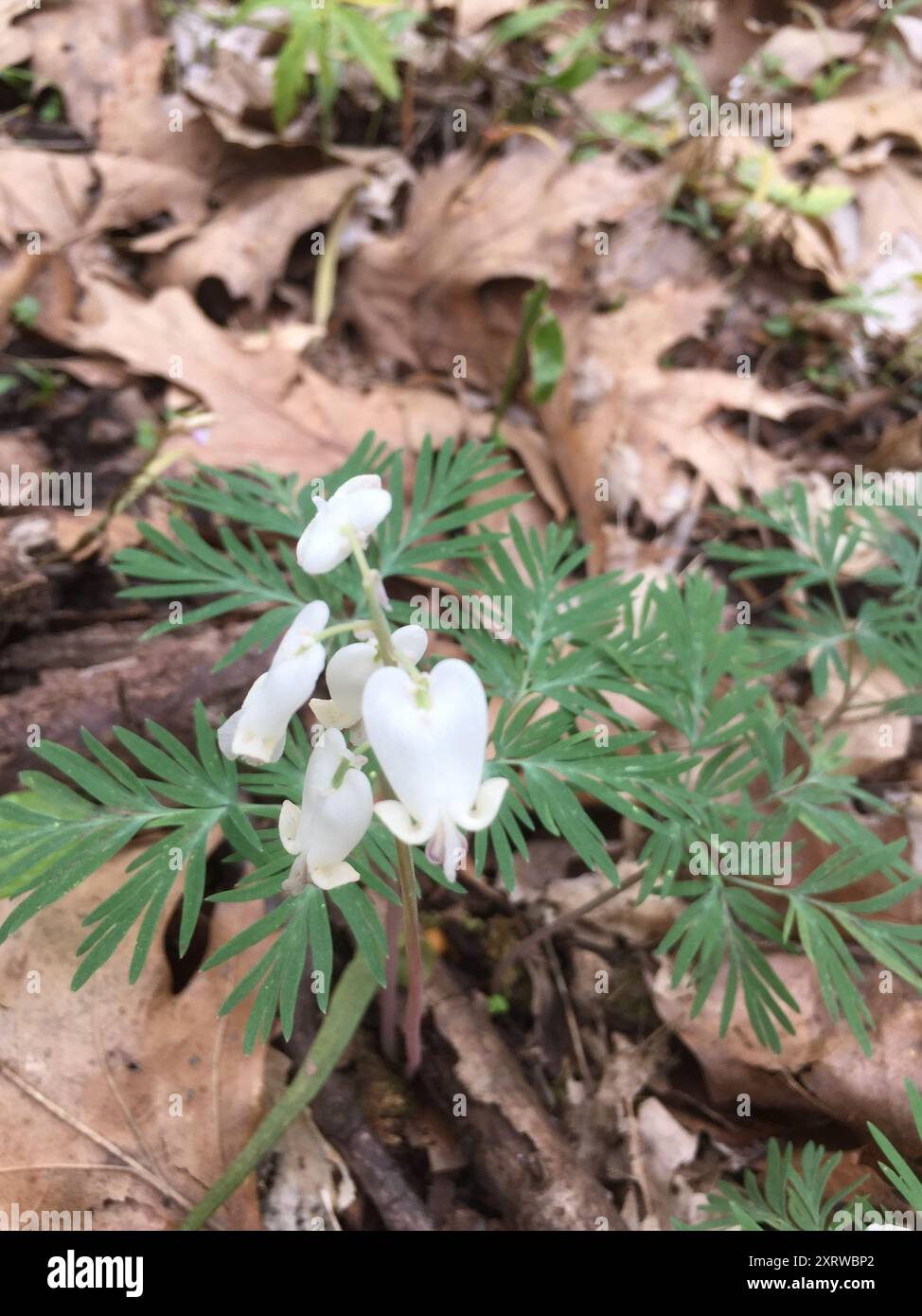 squirrel corn (Dicentra canadensis) Plantae Stock Photo - Alamy