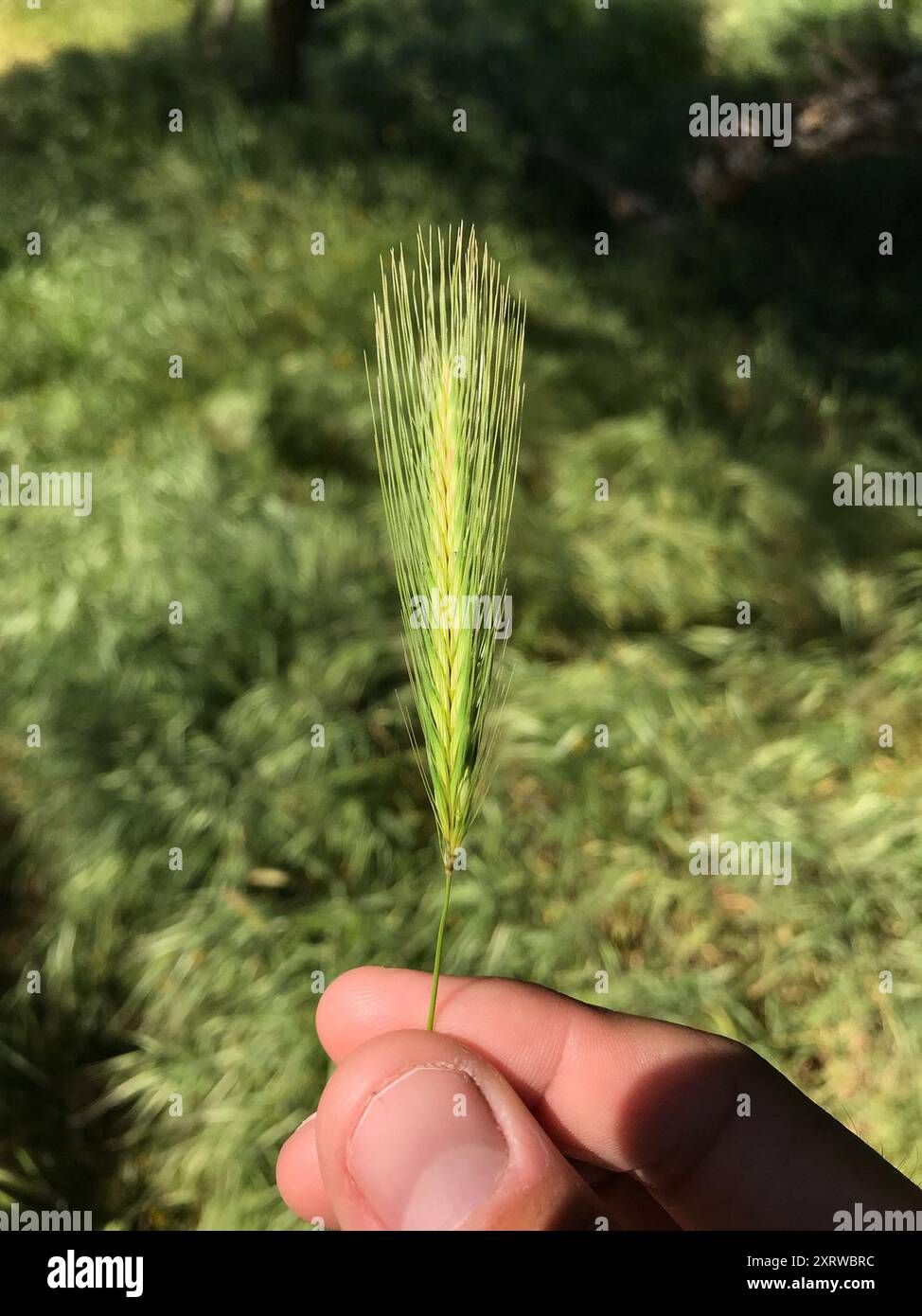 wall barley (Hordeum murinum) Plantae Stock Photo - Alamy