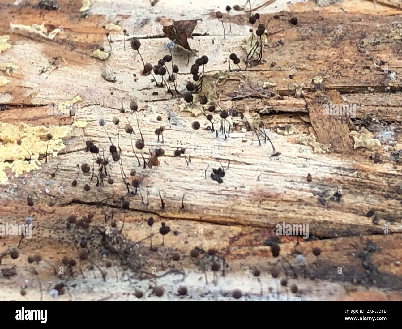 (Comatricha nigra) Protozoa Stock Photo - Alamy