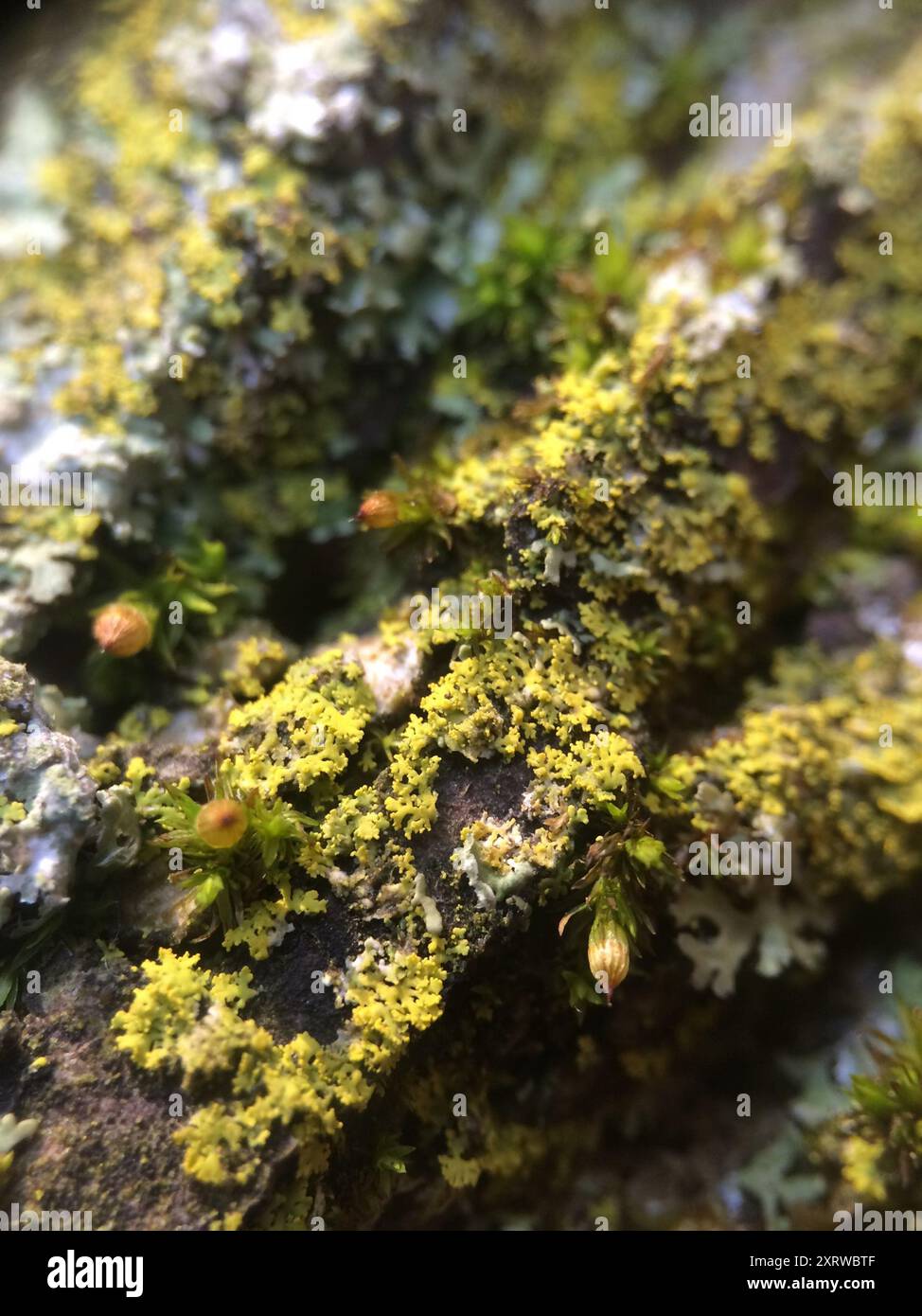 Candleflame Lichen (Candelaria concolor) Fungi Stock Photo - Alamy