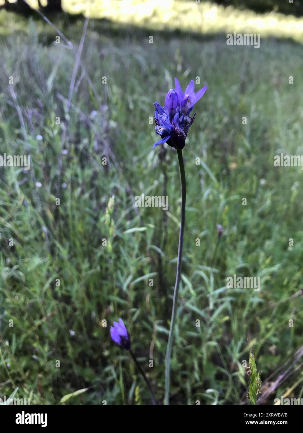Blue Dicks (Dipterostemon capitatus) Plantae Stock Photo - Alamy