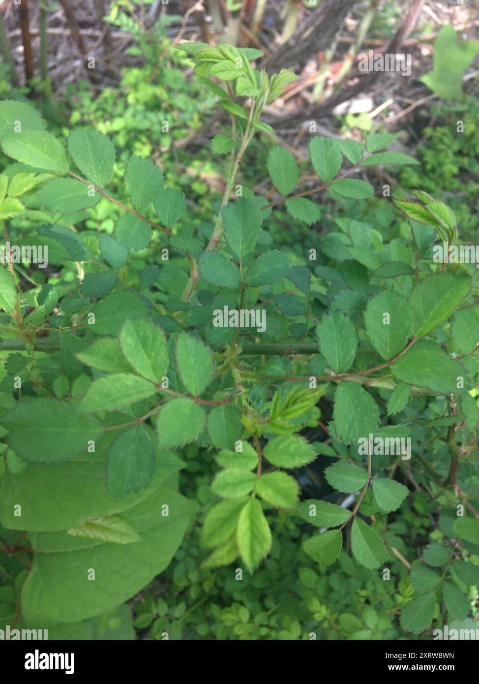 multiflora rose (Rosa multiflora) Plantae Stock Photo - Alamy