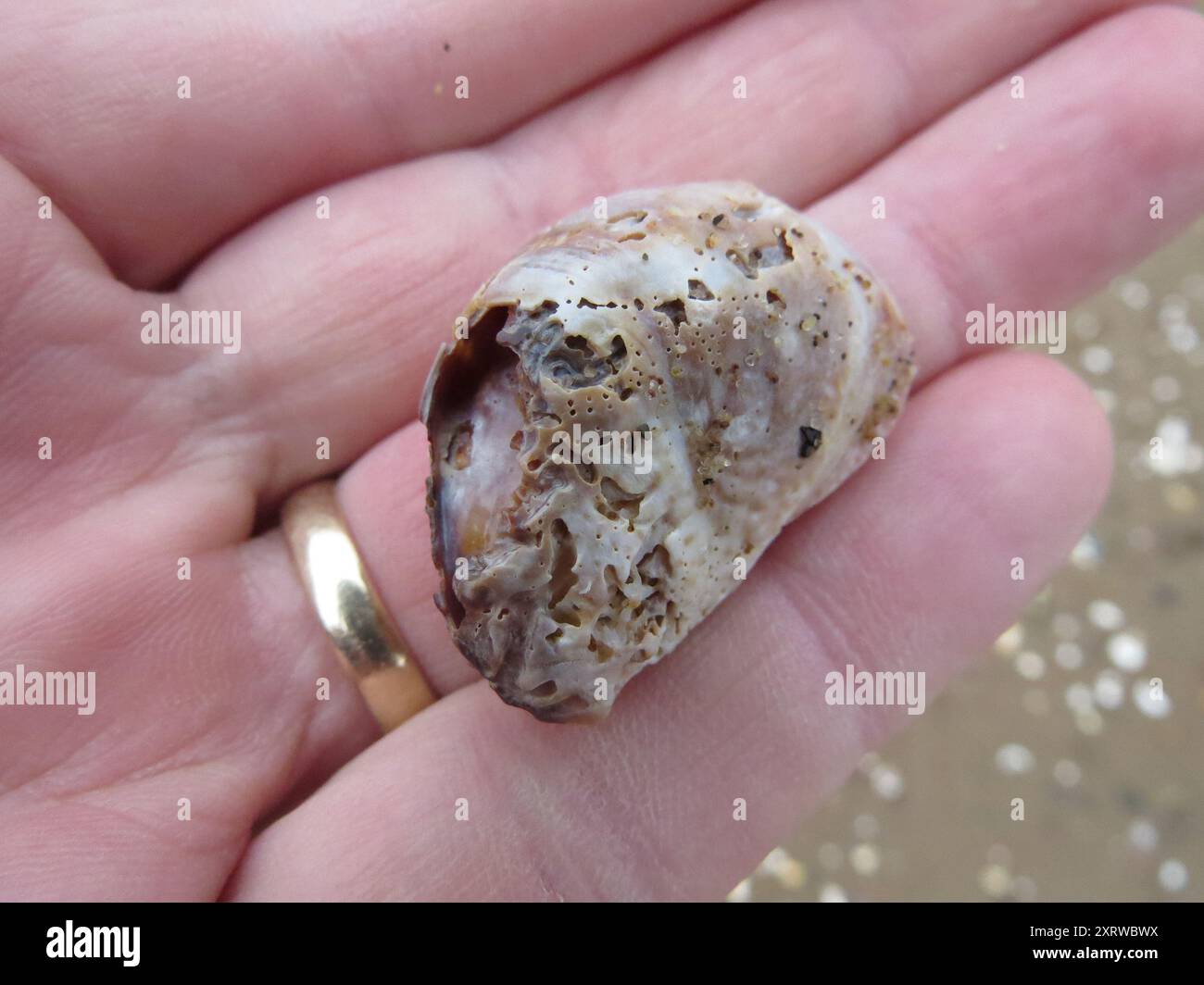 Common Atlantic Slippersnail (Crepidula fornicata) Mollusca Stock Photo ...