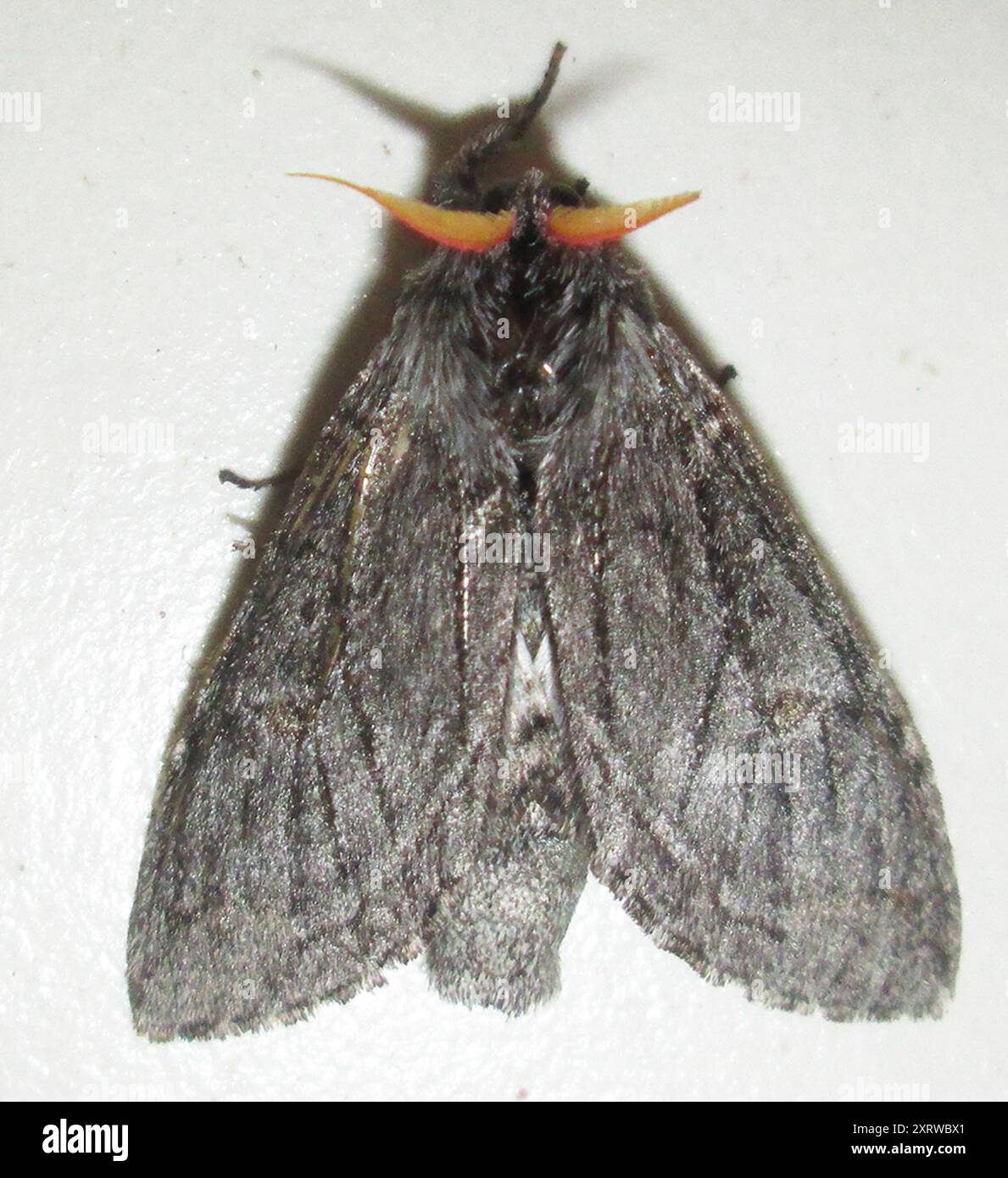 Butterflies and Moths (Lepidoptera) Insecta Stock Photo - Alamy