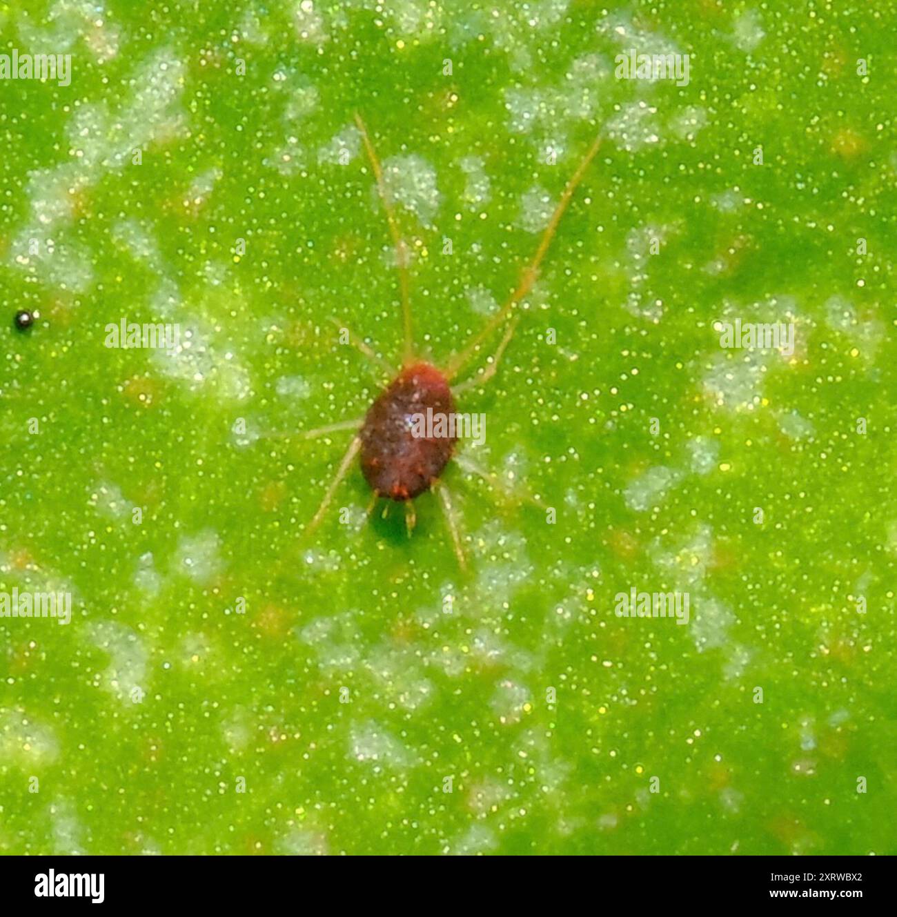 Mites and Ticks (Acari) Arachnida Stock Photo - Alamy