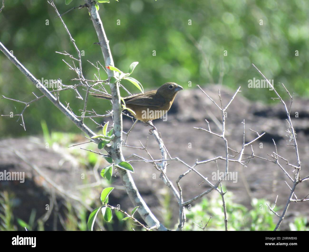 Glaucous-blue Grosbeak (Cyanoloxia glaucocaerulea) Aves Stock Photo - Alamy