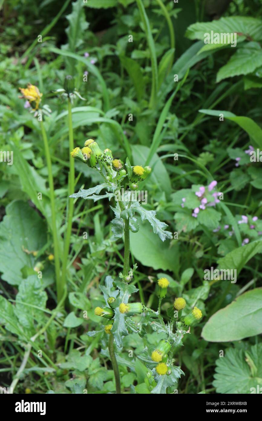 common groundsel (Senecio vulgaris) Plantae Stock Photo - Alamy