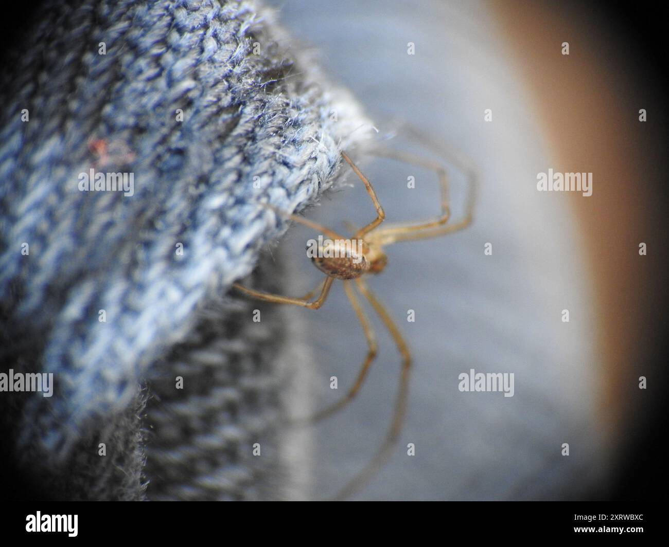 Sheetweb and Dwarf Weavers (Linyphiidae) Arachnida Stock Photo - Alamy