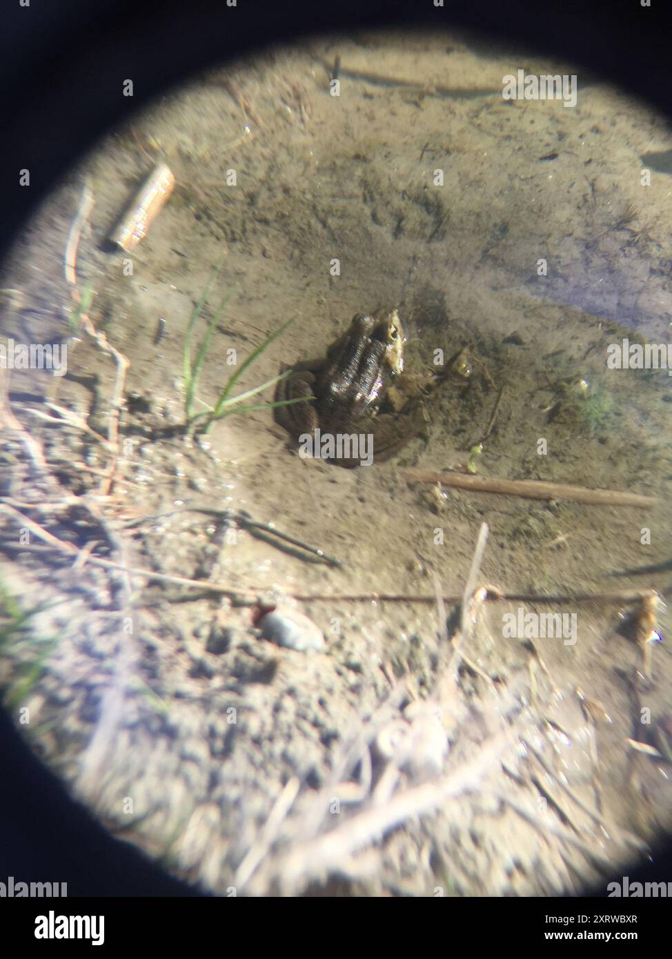 Water Frogs (Pelophylax) Amphibia Stock Photo - Alamy