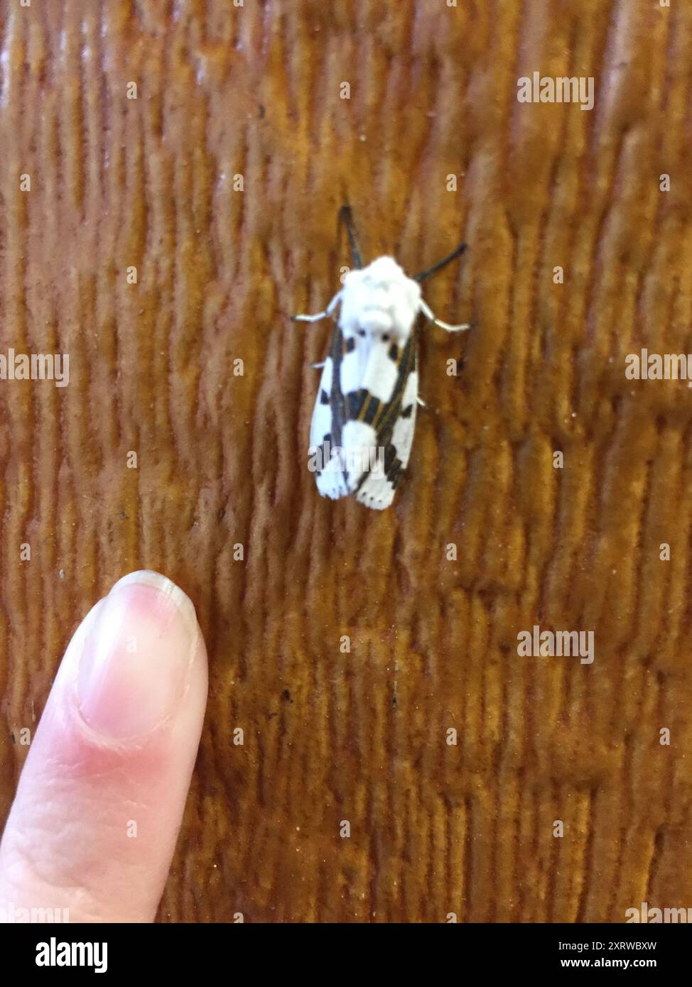 Red-tailed Specter Moth (Euerythra phasma) Insecta Stock Photo - Alamy