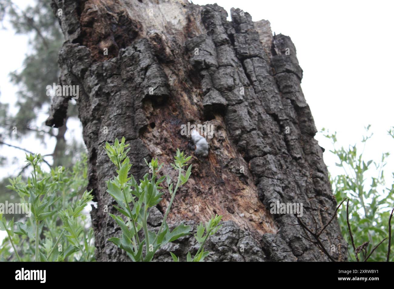 conifers (Pinales) Plantae Stock Photo - Alamy