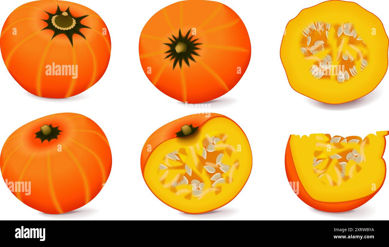 Clip art. Orange buttercup squash. Winter squash. Cucurbita maxima ...