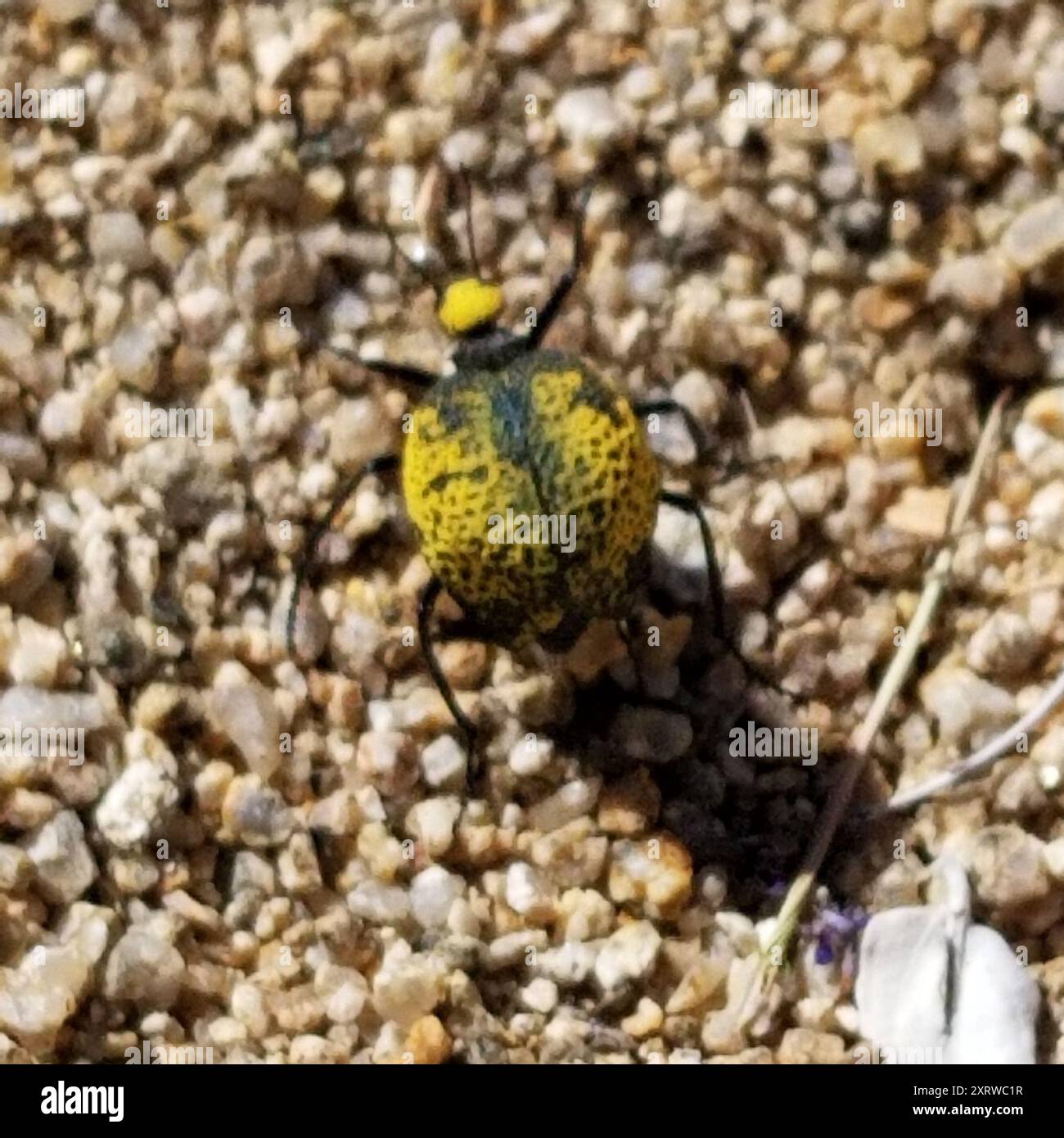 Inflated Beetle (Cysteodemus armatus) Insecta Stock Photo - Alamy