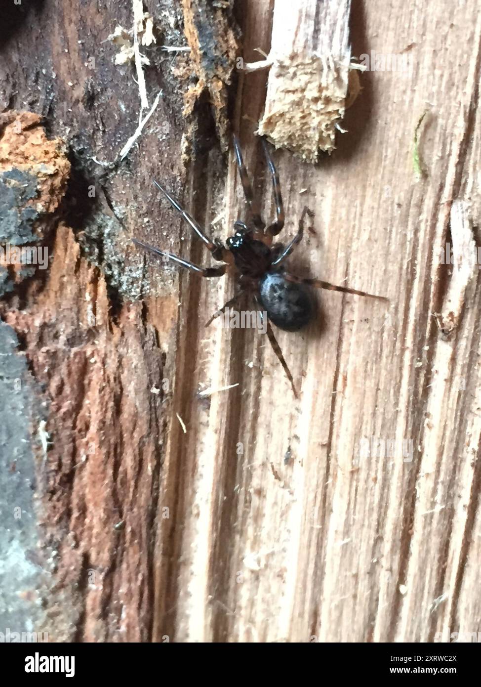 Soft Spiders (Cybaeidae) Arachnida Stock Photo - Alamy