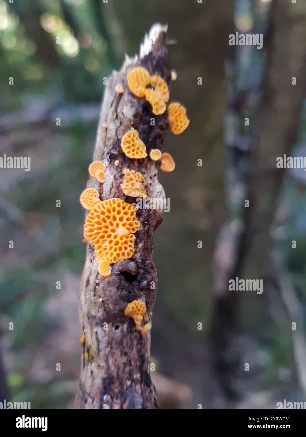 orange pore fungus (Favolaschia claudopus) Fungi Stock Photo - Alamy