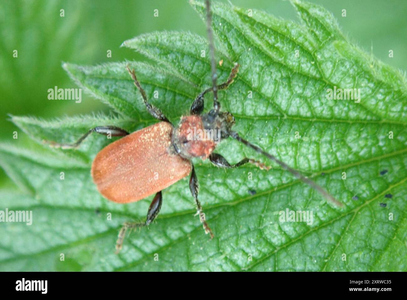 Welsh Oak Longhorn Beetle (Pyrrhidium sanguineum) Insecta Stock Photo ...