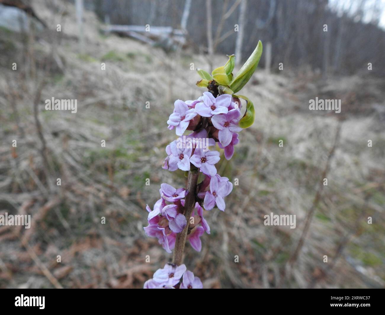 Mezereon (Daphne mezereum) Plantae Stock Photo - Alamy