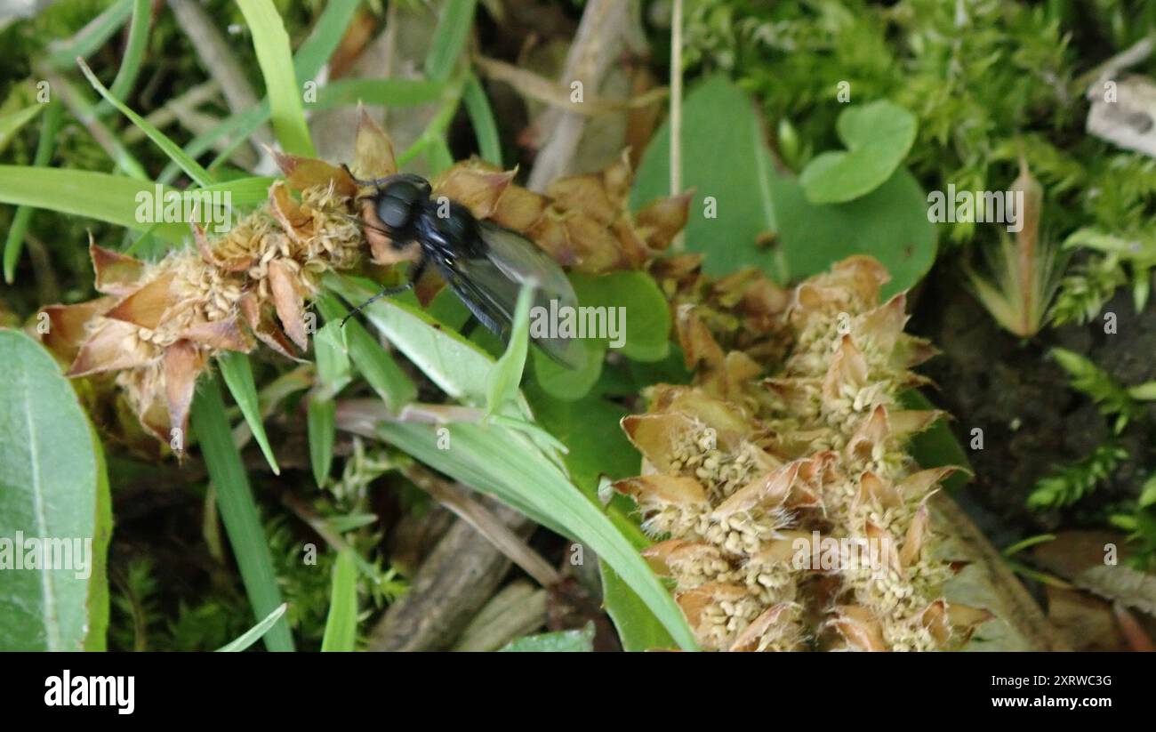 March Flies (Bibionidae) Insecta Stock Photo - Alamy