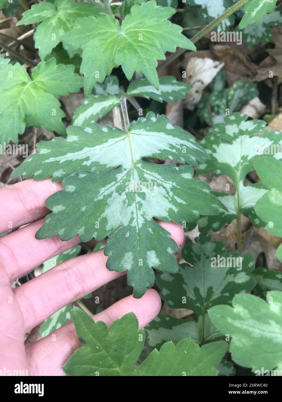 great waterleaf (Hydrophyllum appendiculatum) Plantae Stock Photo - Alamy
