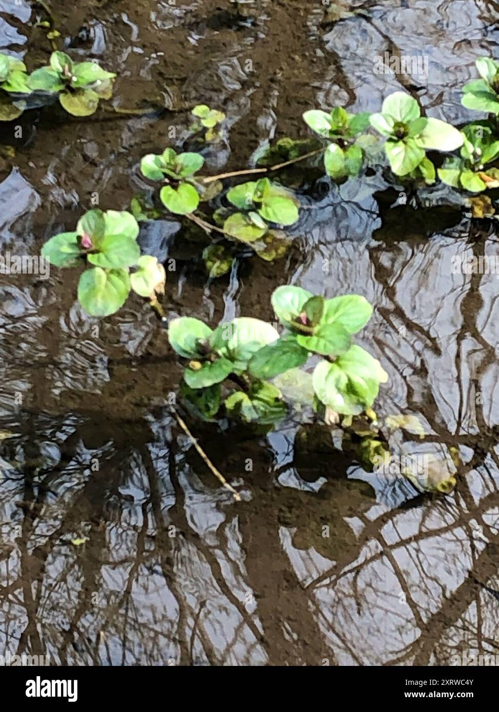 Brooklime (Veronica beccabunga) Plantae Stock Photo - Alamy