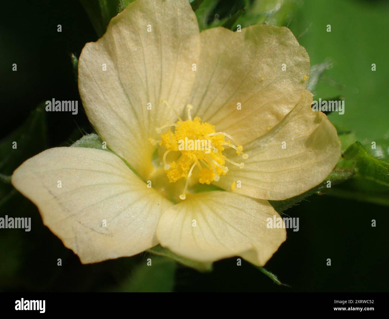 three-lobe false mallow (Malvastrum coromandelianum) Plantae Stock ...