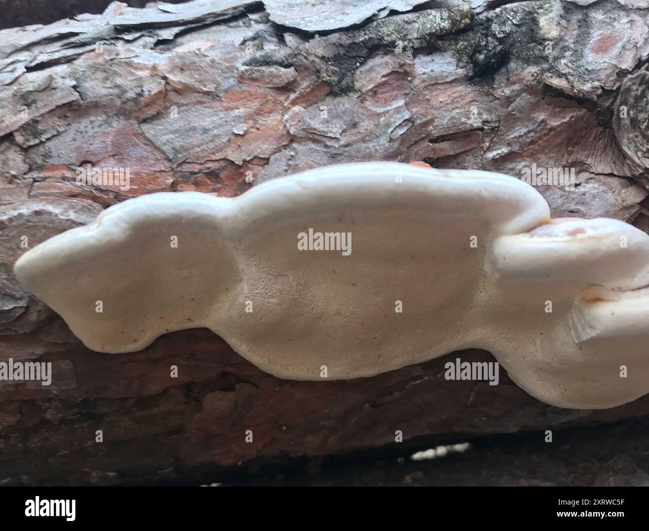 Red-banded Conks (Fomitopsis pinicola) Fungi Stock Photo - Alamy