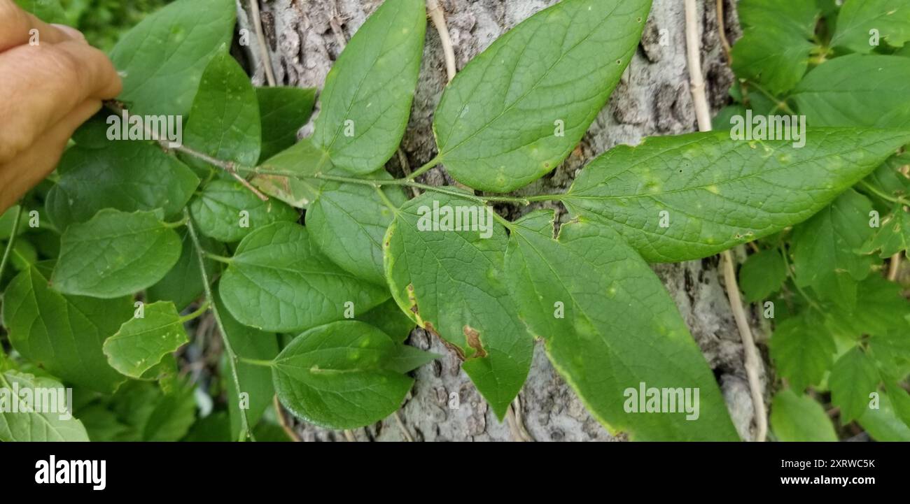 sugar hackberry (Celtis laevigata) Plantae Stock Photo - Alamy