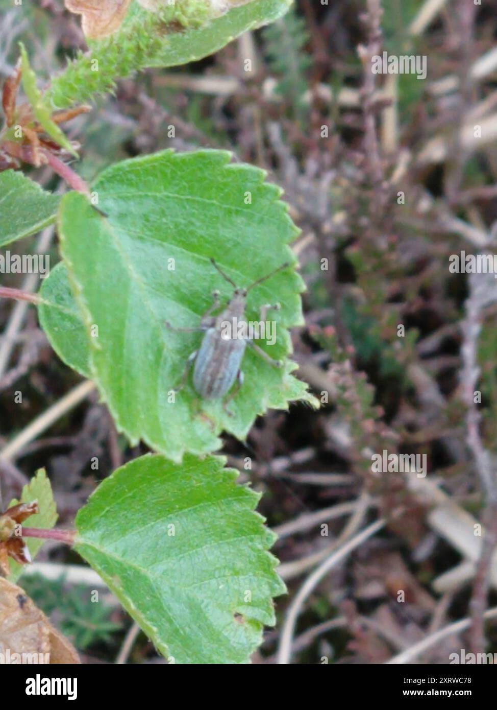 Common Leaf Weevil (Phyllobius pyri) Insecta Stock Photo - Alamy