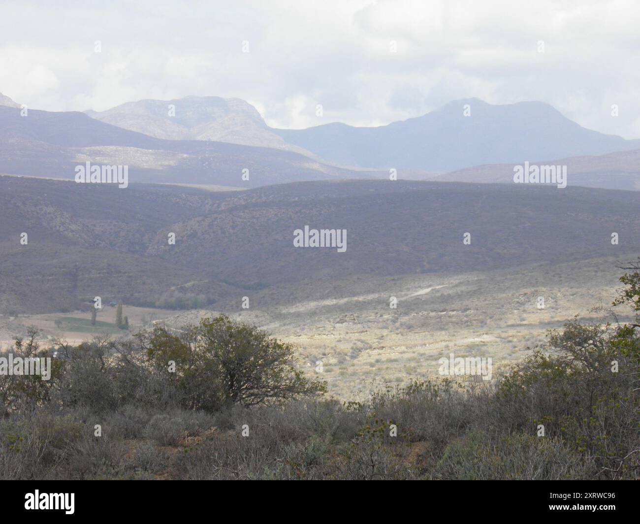 Gwarrie (Euclea undulata) Plantae Stock Photo - Alamy