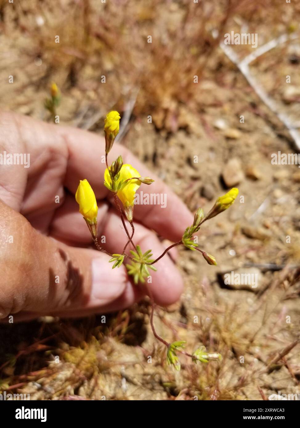 golden linanthus (Leptosiphon chrysanthus) Plantae Stock Photo - Alamy