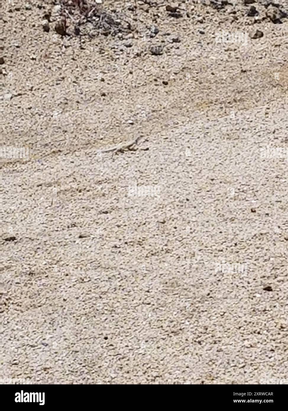 Zebra-tailed Lizard (Callisaurus draconoides) Reptilia Stock Photo - Alamy