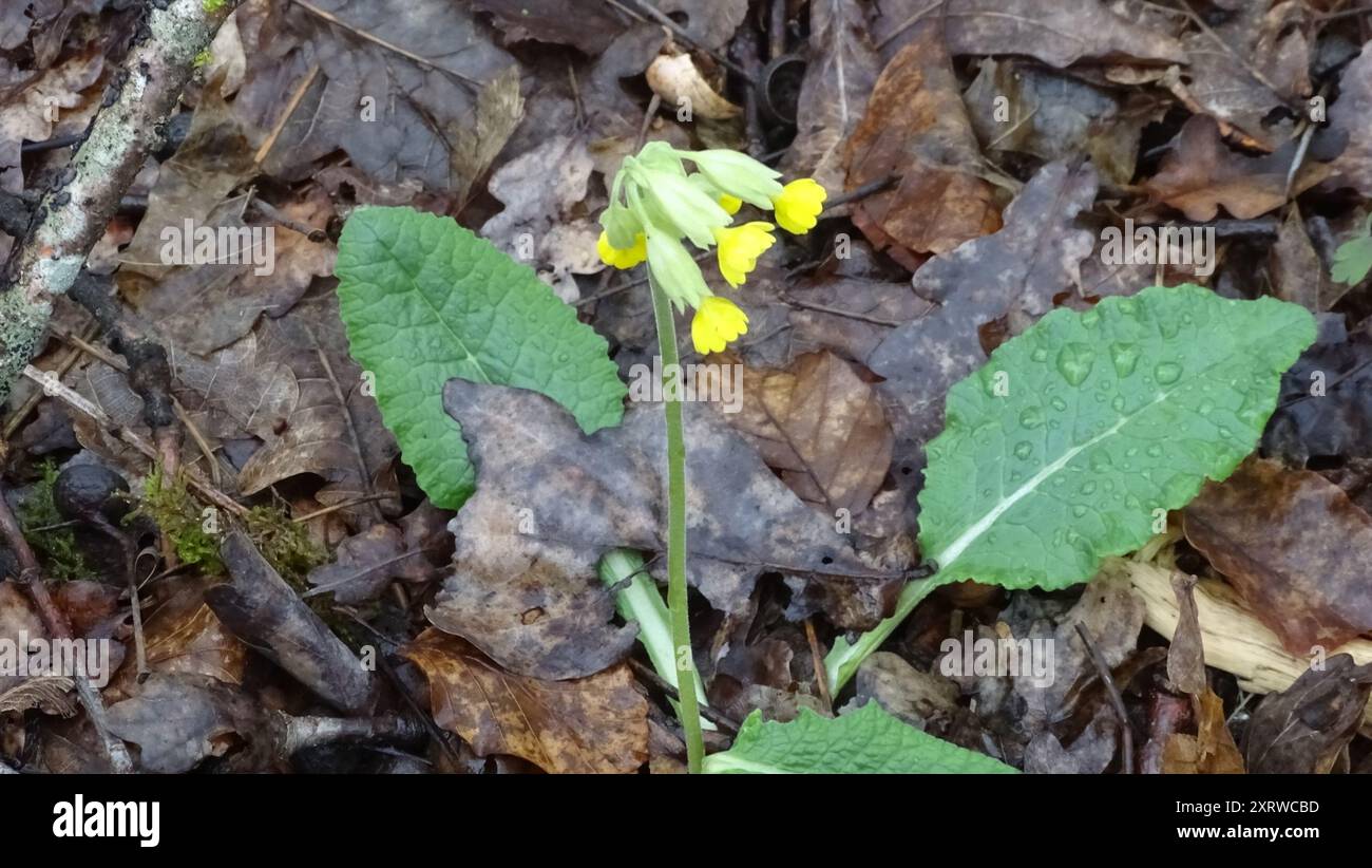 Section Primula (Primula) Plantae Stock Photo - Alamy