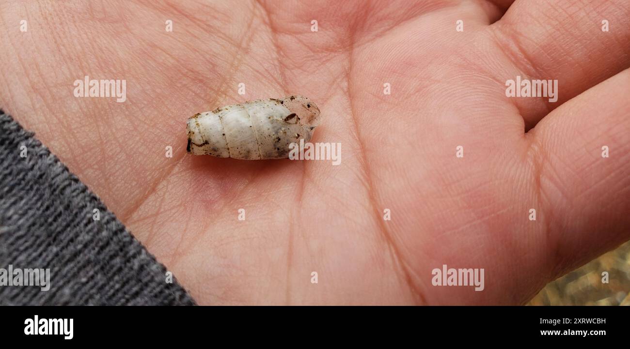 Decollate Snail (Rumina decollata) Mollusca Stock Photo - Alamy
