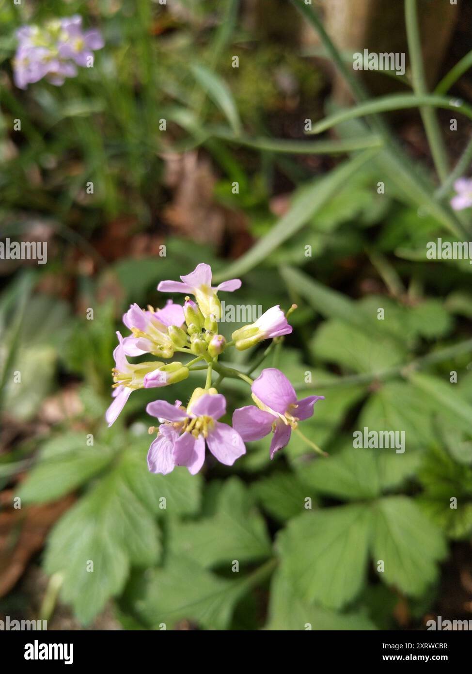 mustard family (Brassicaceae) Plantae Stock Photo - Alamy