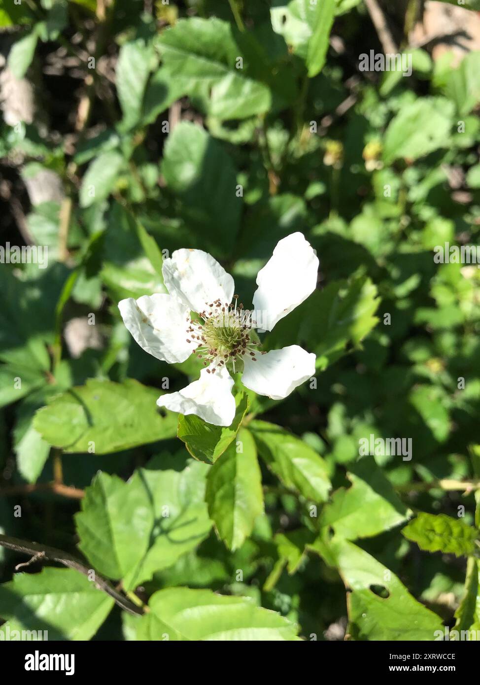 southern dewberry (Rubus trivialis) Plantae Stock Photo - Alamy