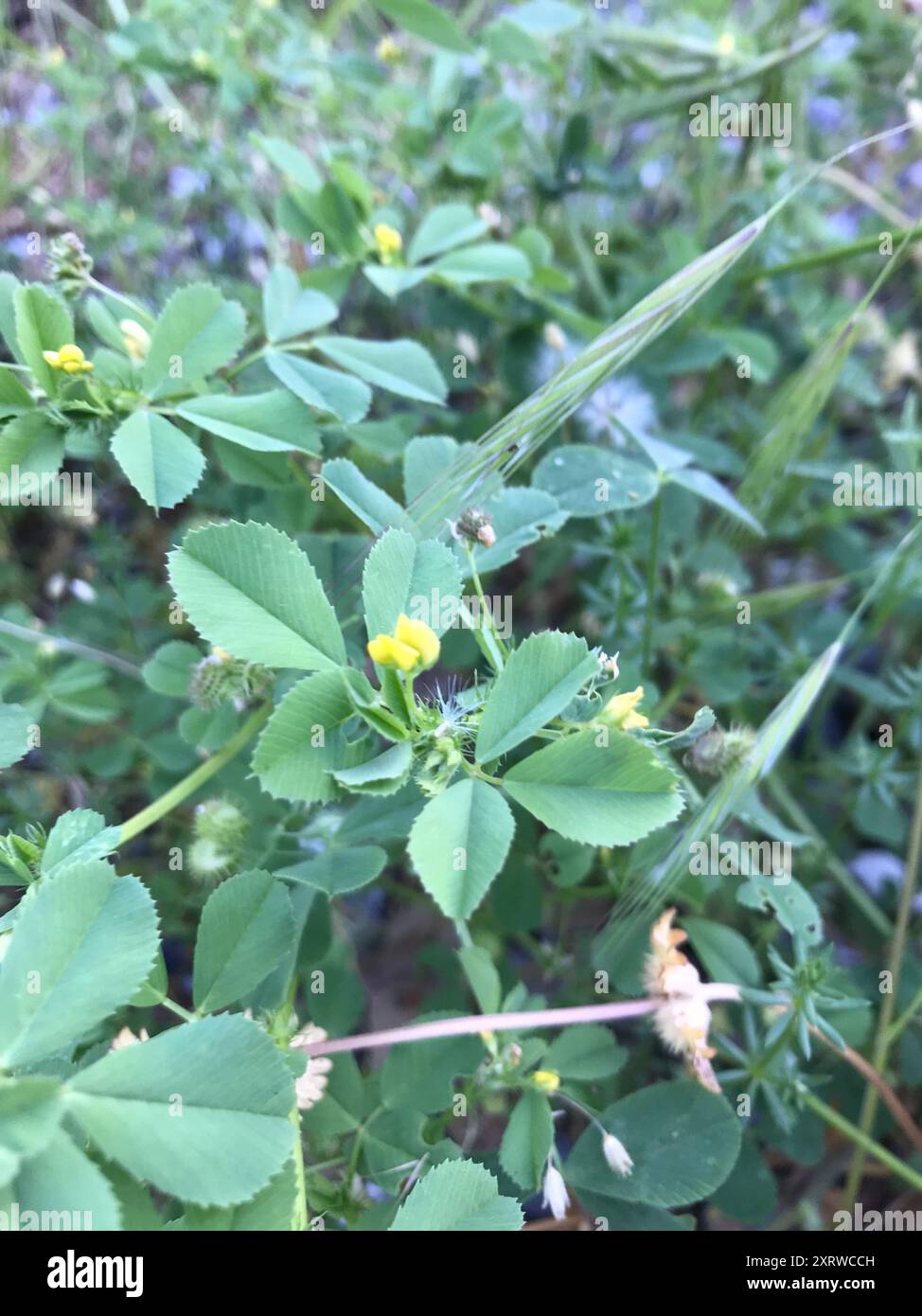 bur clover (Medicago polymorpha) Plantae Stock Photo - Alamy