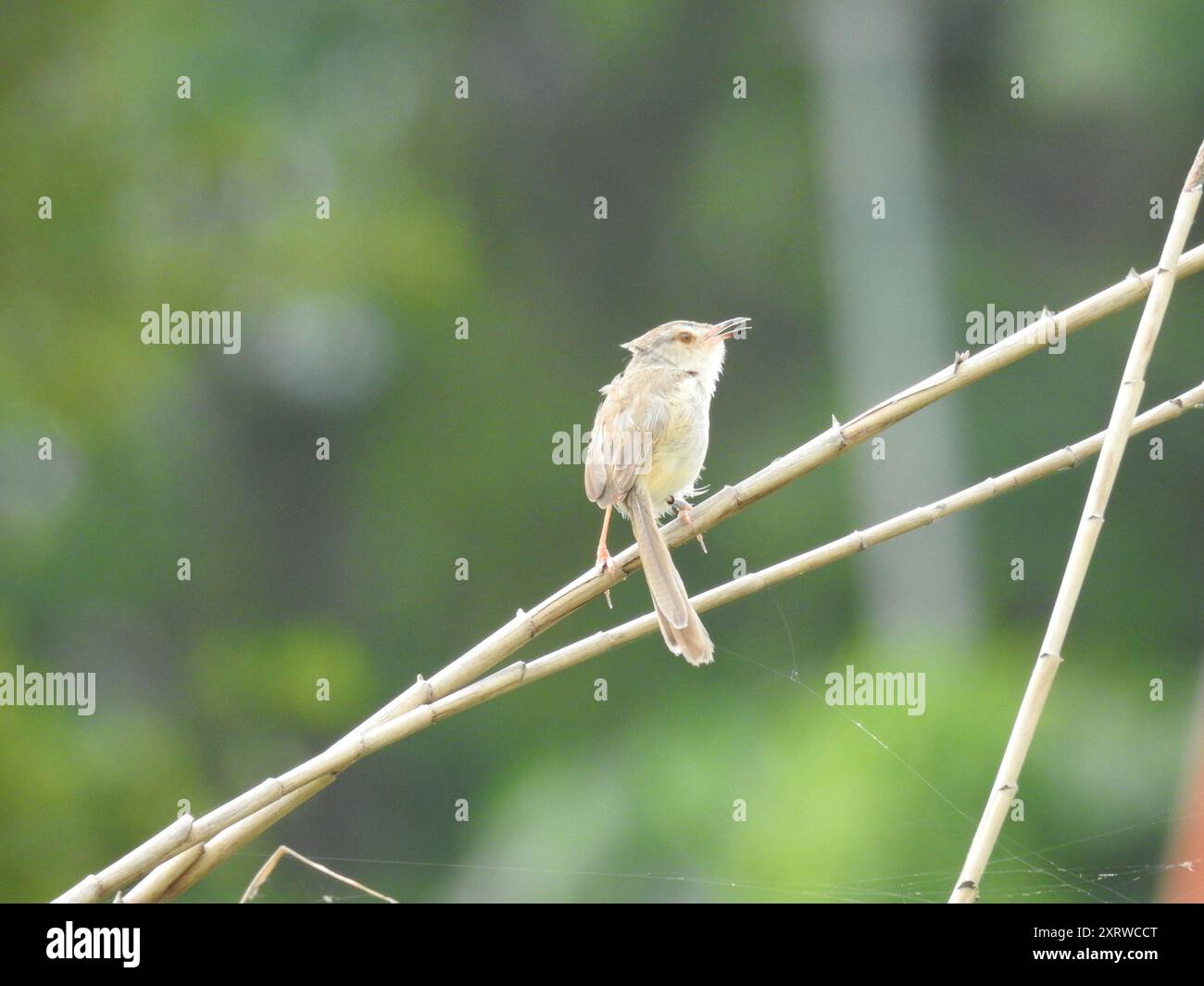 Plain prinia inornata aves hi-res stock photography and images - Alamy