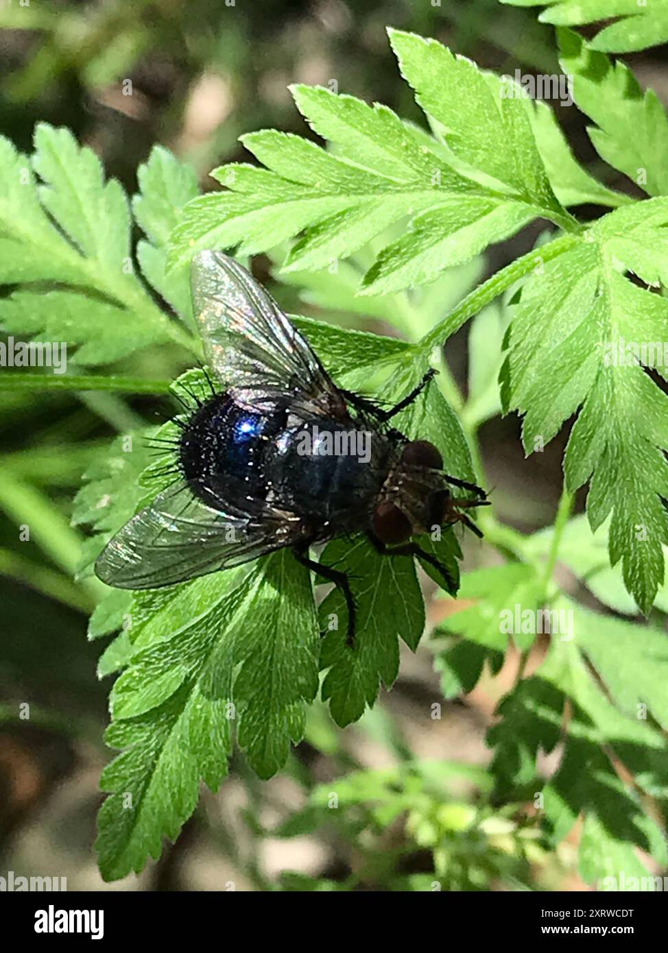 Bot Flies, Blow Flies, and Allies (Oestroidea) Insecta Stock Photo - Alamy