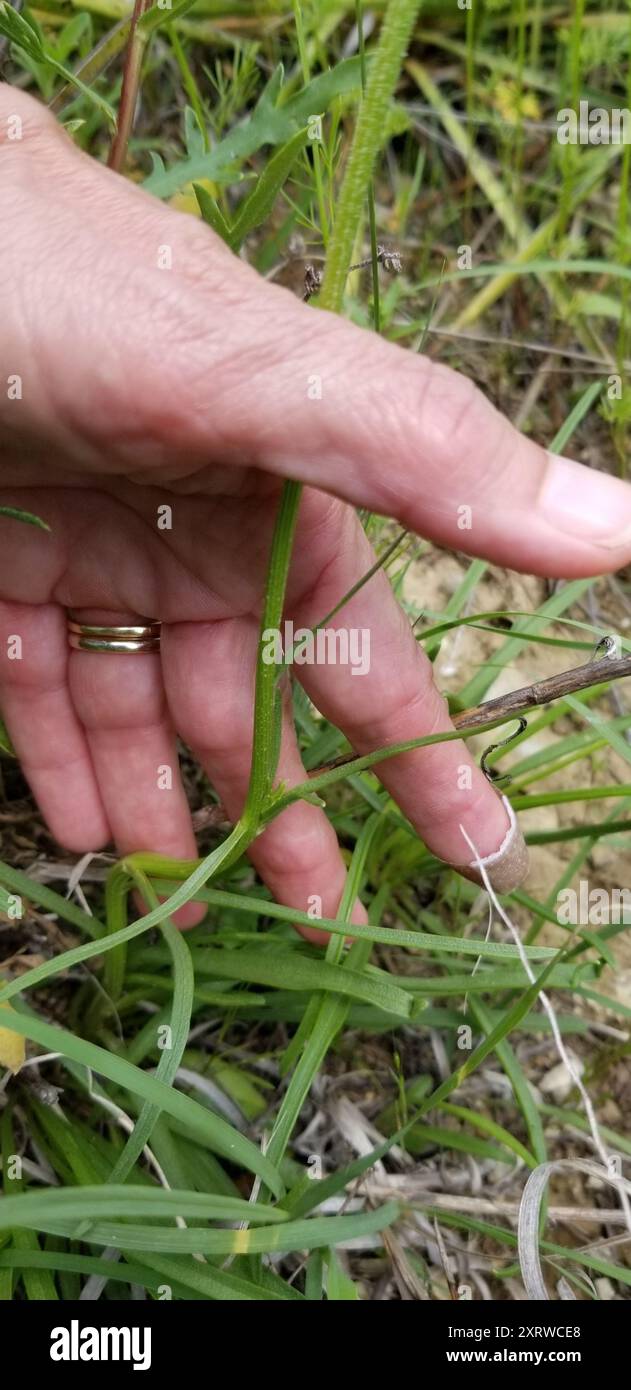 Barbara's-buttons (Marshallia caespitosa) Plantae Stock Photo - Alamy