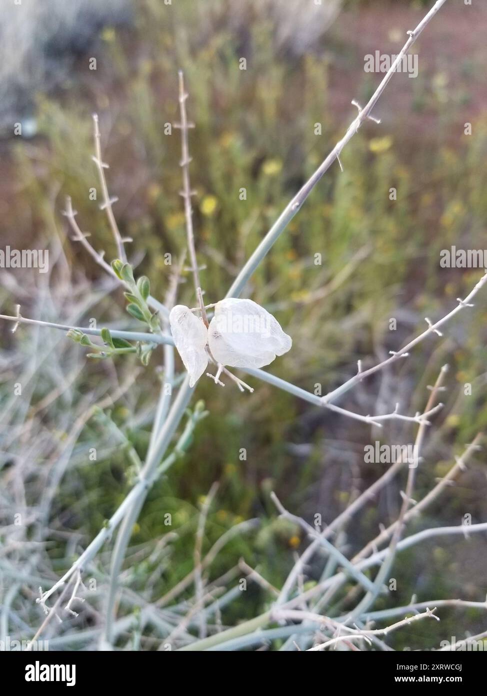 Paperbag Bush (Scutellaria mexicana) Plantae Stock Photo - Alamy
