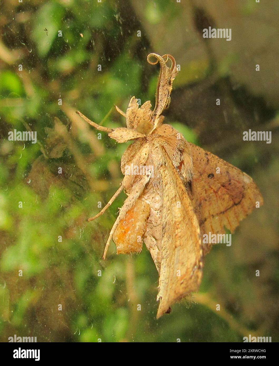 Underwing, Tiger, Tussock, and Allied Moths (Erebidae) Insecta Stock ...