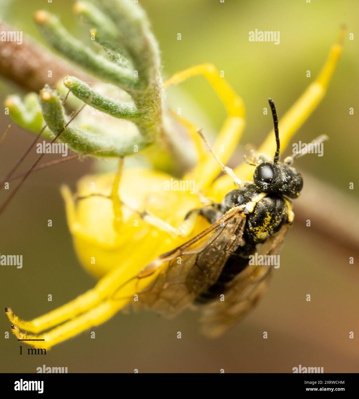 Common Sawflies (Tenthredinidae) Insecta Stock Photo - Alamy