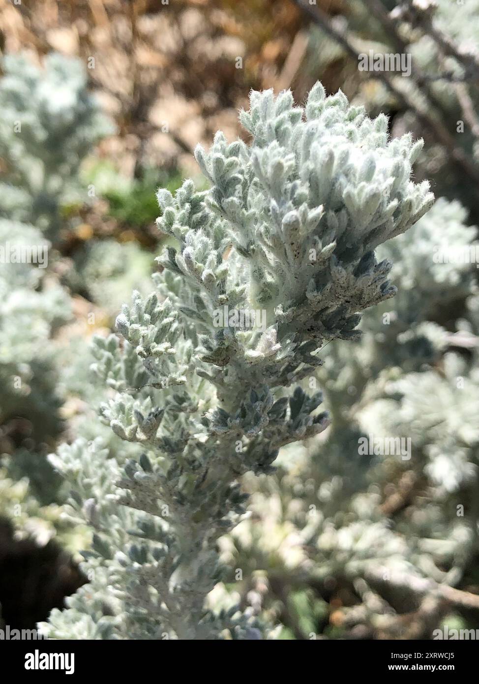 coastal sagewort (Artemisia pycnocephala) Plantae Stock Photo - Alamy
